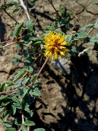 Subspecies Prosopis reptans reptans · iNaturalist