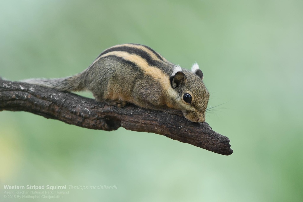 Himalayan Striped Squirrel from 3432, Amphoe Kaeng Krachan, Phetchaburi ...