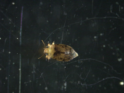 Leiodytes perforatus · iNaturalist