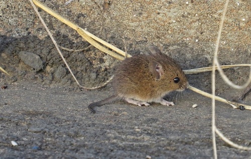 Ratoncito delicado (Calomys tener) · iNaturalist Ecuador