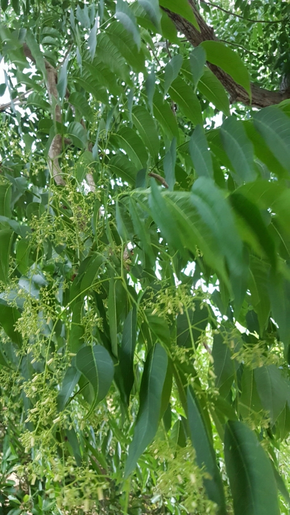 West Indies Cedrela in May 2017 by GEAA QUINTANA ROO · iNaturalist