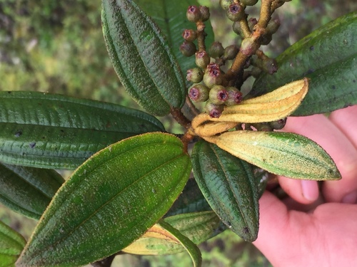 Observations by naisla · iNaturalist