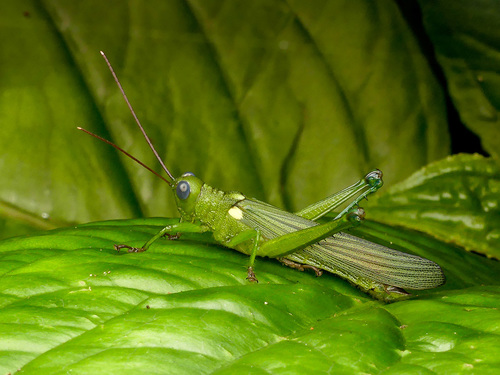 Genus Chariacris · iNaturalist