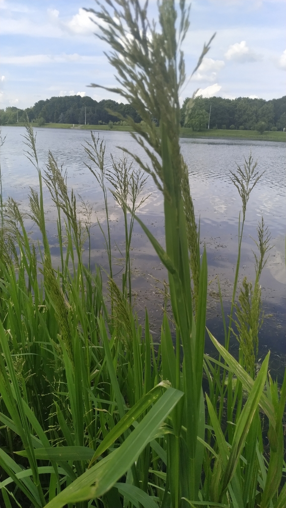 reed meadowgrass from Minsk, BY-MI, BY on June 23, 2020 at 05:10 PM by ...