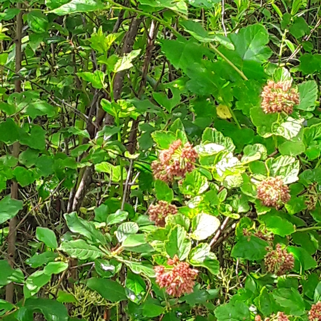 common ninebark from Edinburg Township, OH, USA on June 23, 2020 at 10: ...