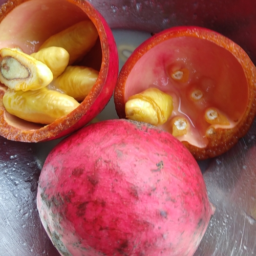 Cola lateritia · iNaturalist