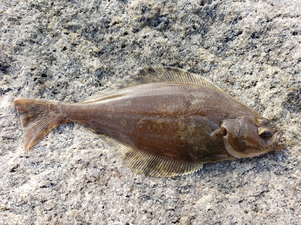 Atlantic Halibut from Saint-Irénée, QC, Canada on June 20, 2020 at 04: ...