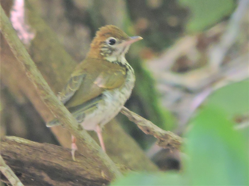 Wood Thrush from Smyth County, VA, USA on June 22, 2020 at 02:48 PM by ...