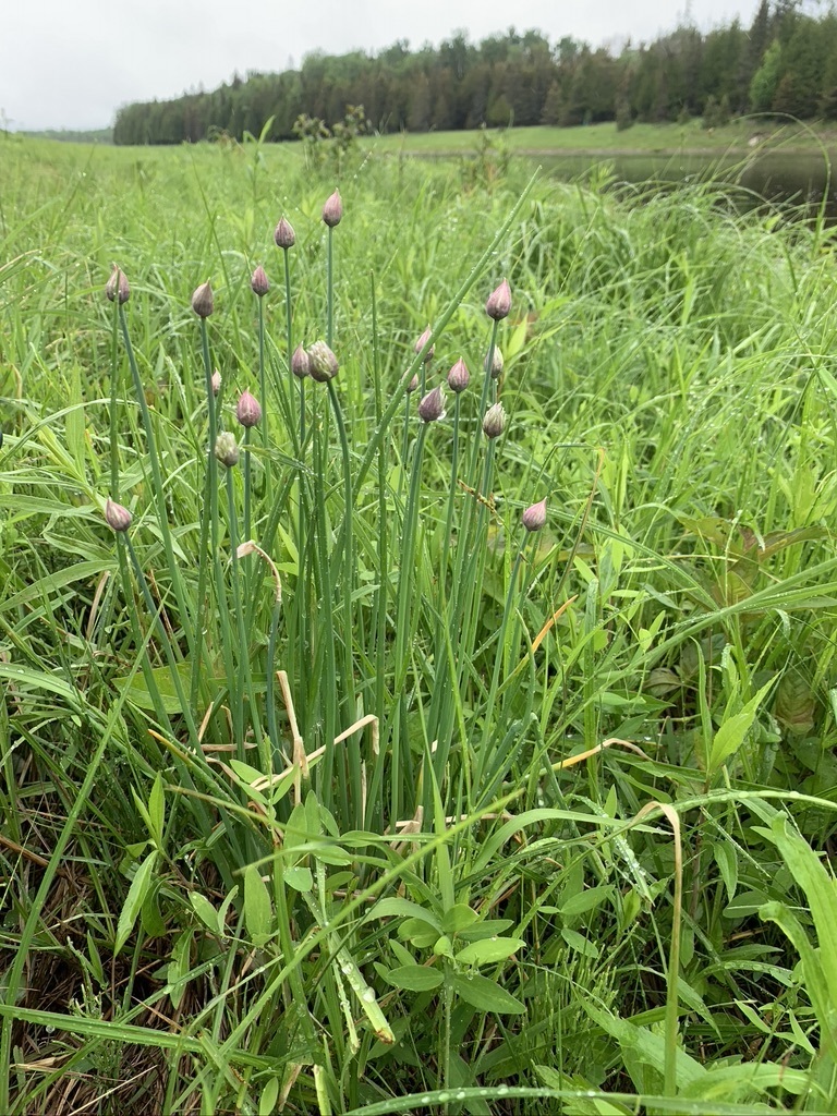 Giant Chives in June 2020 by McKenna Deal · iNaturalist
