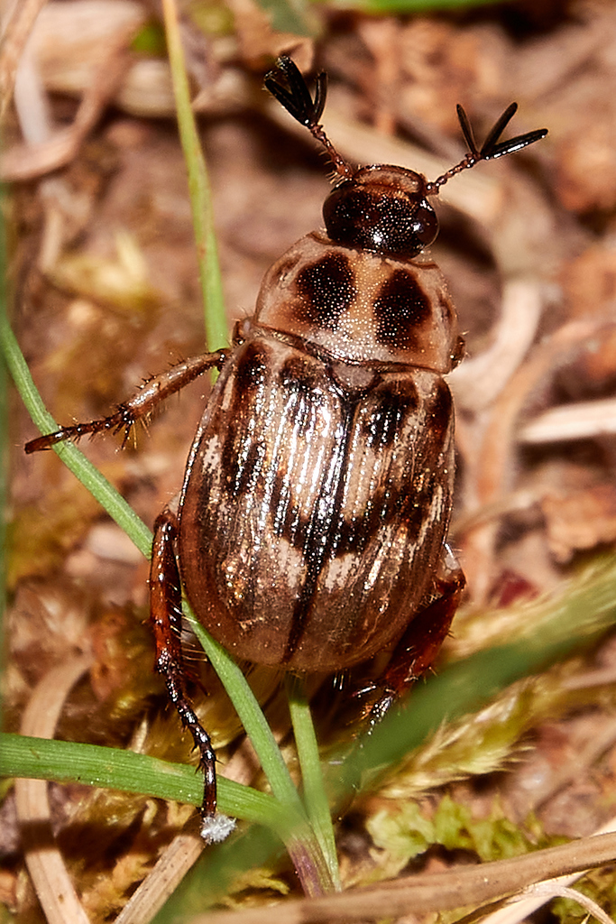 Oriental Beetle in June 2020 by arachphotobia · iNaturalist