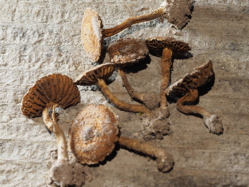 pineling fibrecap (Inocybe jacobi) · iNaturalist