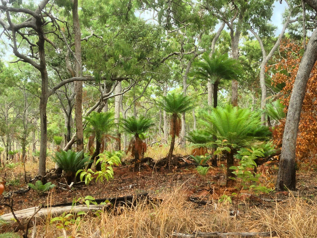 (Cycas badensis) - Botanical Realm
