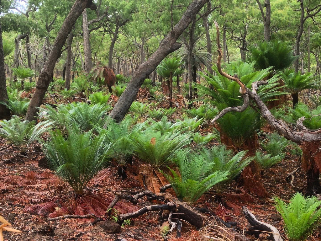 (Cycas badensis) - Botanical Realm