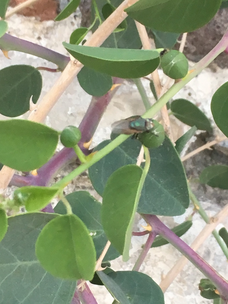 Rhyncomya from Αιγαίο Πέλαγος, Κως, Δωδεκάνησα, GR on June 19, 2020 at ...