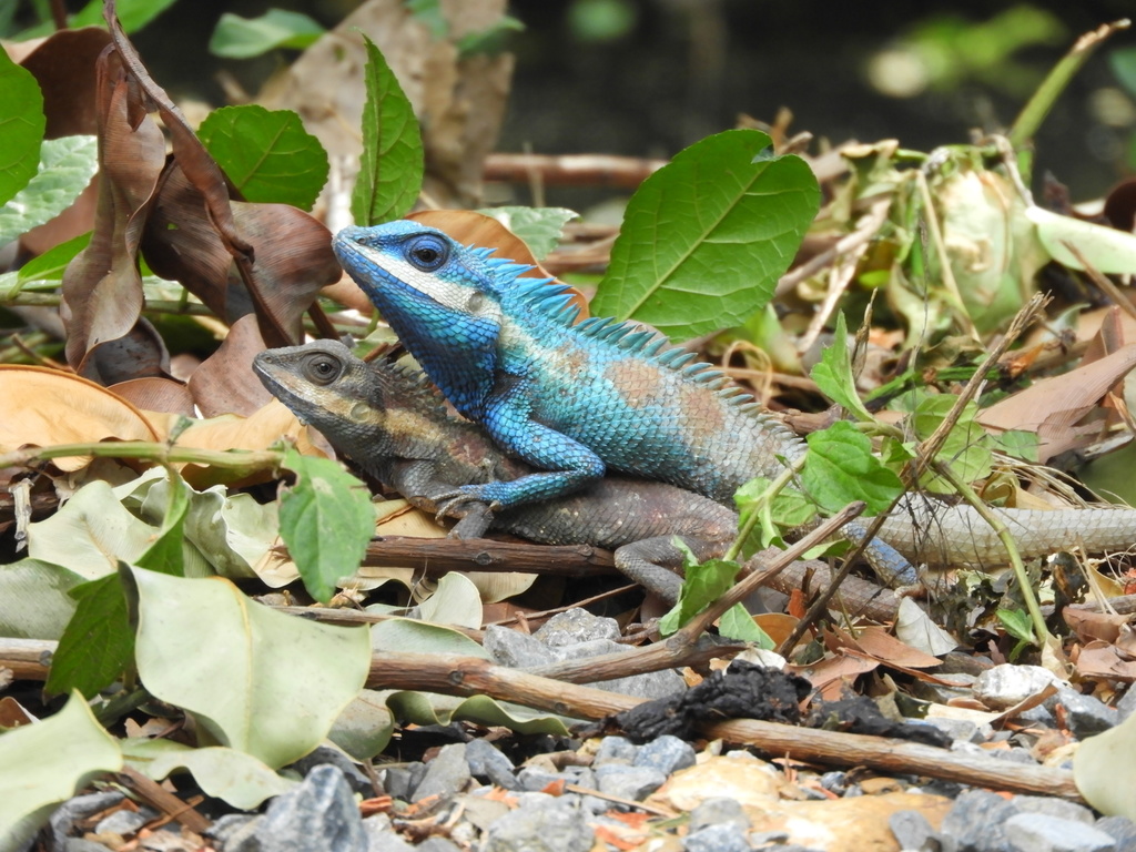 Siamese Blue Crested Lizard from 6 ราชมรรคาใน Chedi, Muang, นครปฐม ...