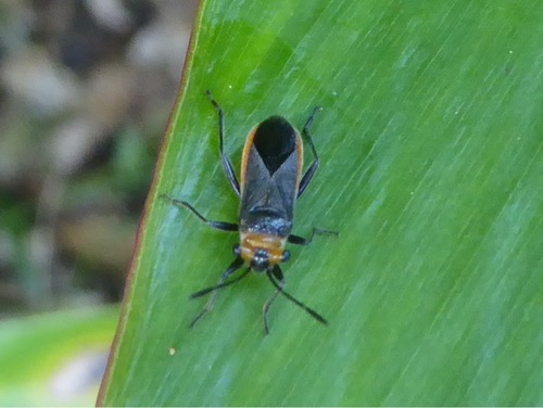 Yellow Stalk-eyed Bug (Scopiastes bicolor) · iNaturalist