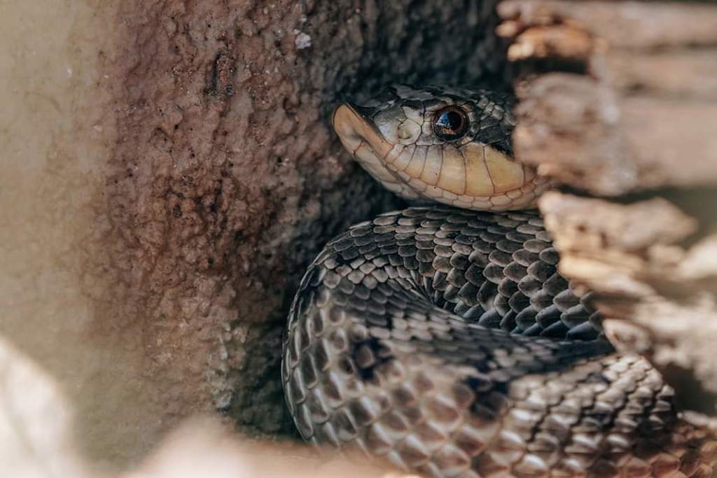 Mexican Hognose Snake in May 2020 by Gina Banes · iNaturalist