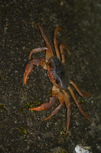 Rumsfeld Stream Crab (Candidiopotamon rathbunae) · iNaturalist
