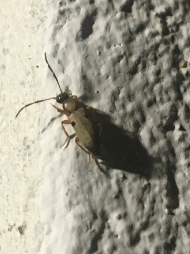 Subfamily Steropinae · iNaturalist