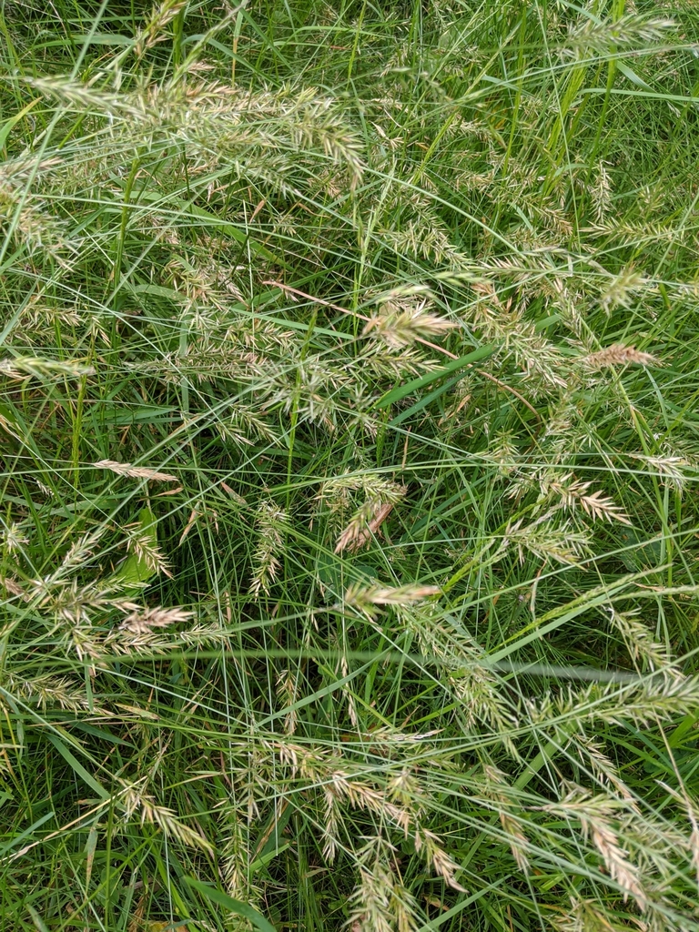 Bulbous Bluegrass from Redmond, WA 98053, USA on June 24, 2020 at 12:53 ...