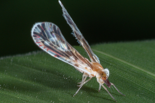 Anotia fitchi · iNaturalist