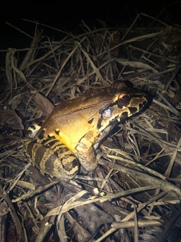 Savage's Thin-toed Frog from Renacimiento, PA-CH, PA on June 20, 2020 ...