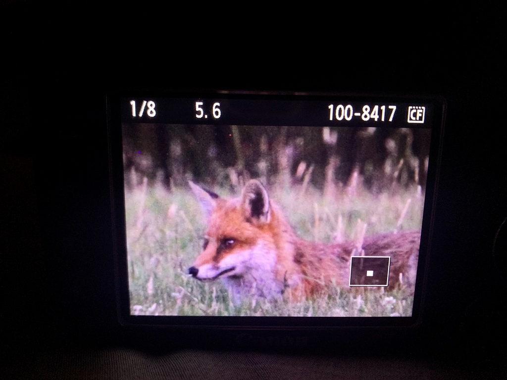 Red Fox from Great Britain, Bristol, England, GB on June 24, 2020 at 09 ...