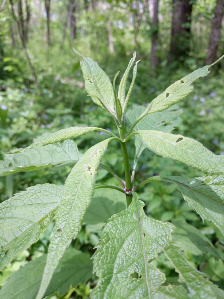 Joe-Pye weeds from Sangamon Township, IL on May 07, 2017 at 10:35 AM by ...