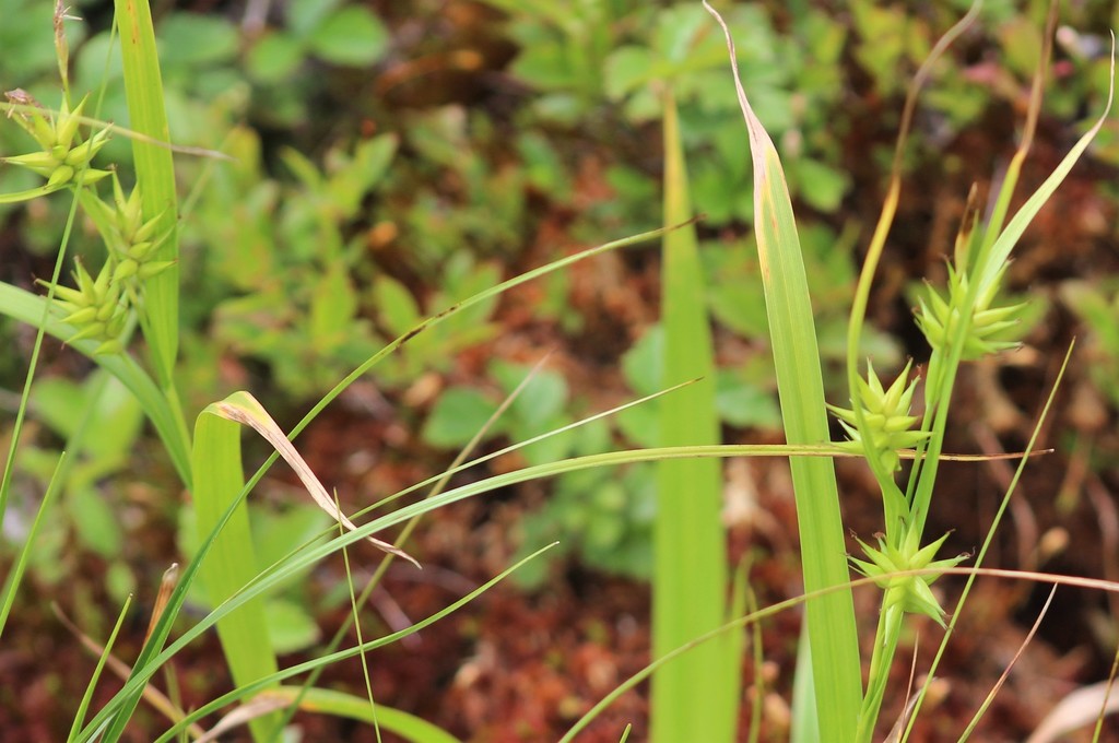 northern long sedge in June 2020 by brandonh1 · iNaturalist