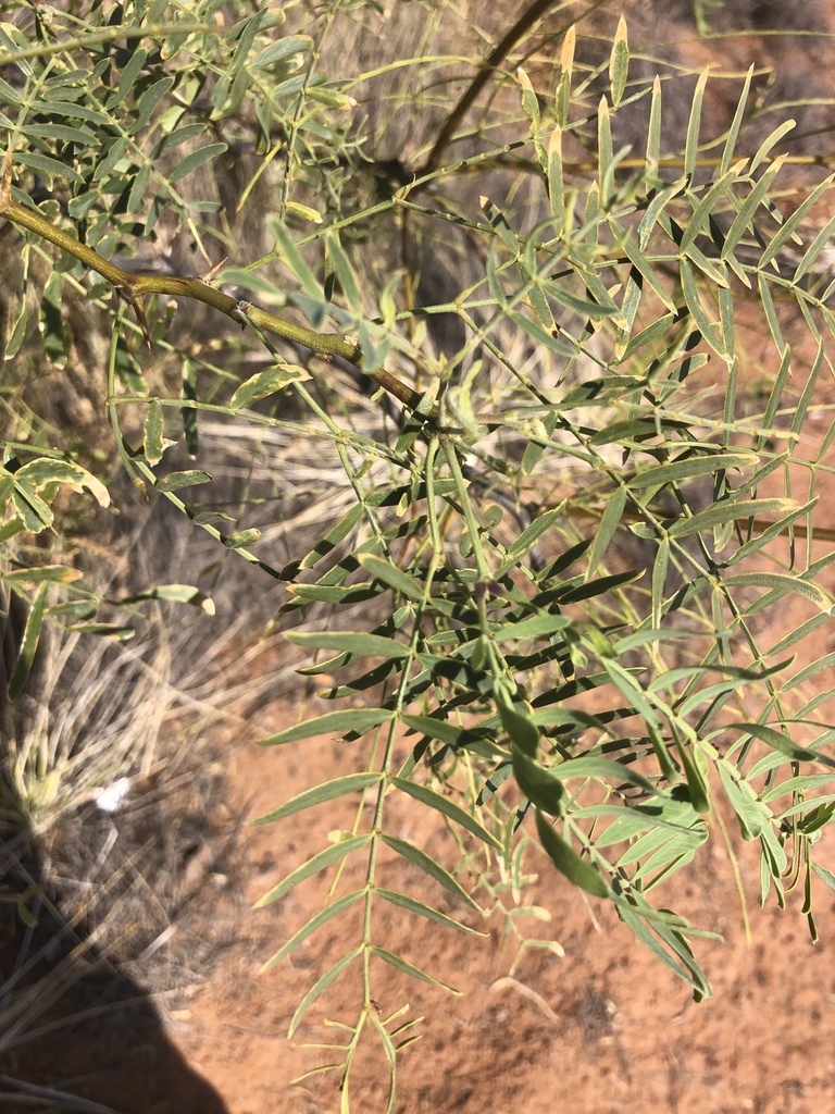 honey mesquite from E Marland St, Hobbs, NM, US on June 25, 2020 at 09: ...
