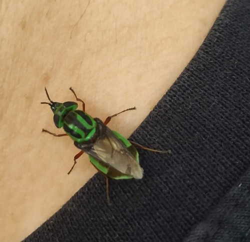 Observations by inalomazzi · iNaturalist