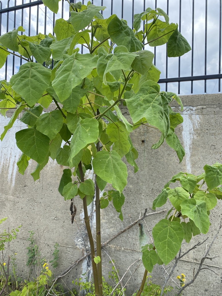 princess tree from School of Horticulture Gardens, ON, CA on June 25 ...