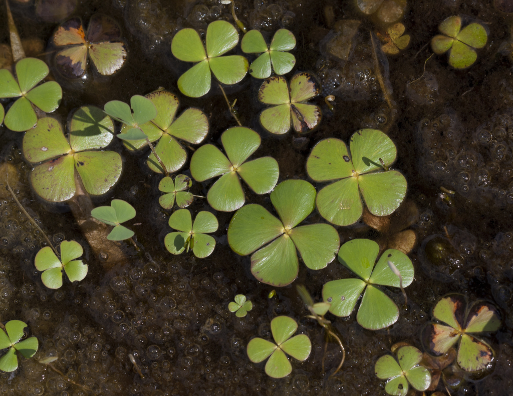 water clover in August 2008 by Bill Hubick · iNaturalist