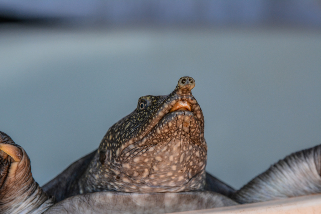African Softshell Turtle in March 2017 by Rogério Ferreira · iNaturalist