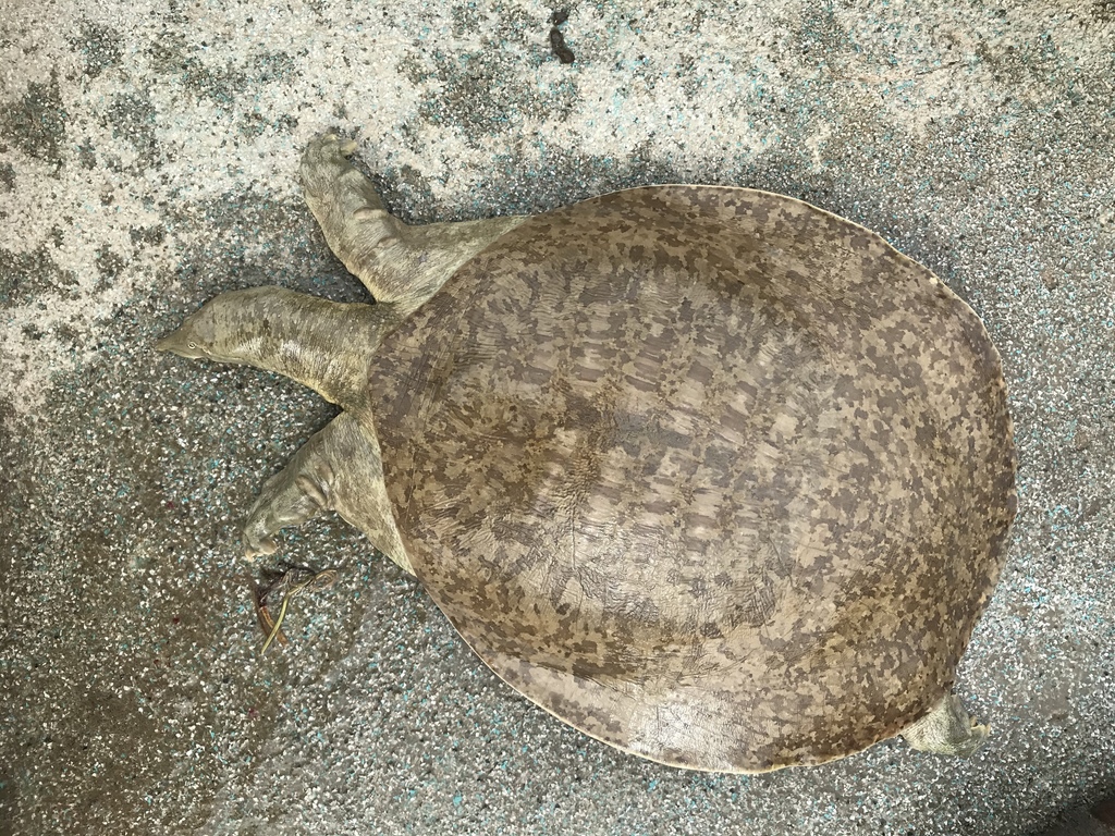 Midland Smooth Softshell Turtle in June 2020 by brandino · iNaturalist