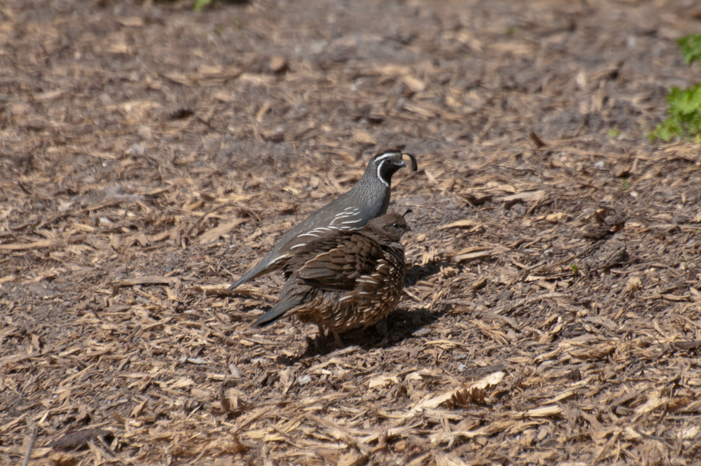 California Quail from salt lake city, utah on June 5, 2011 by Jay Bird ...