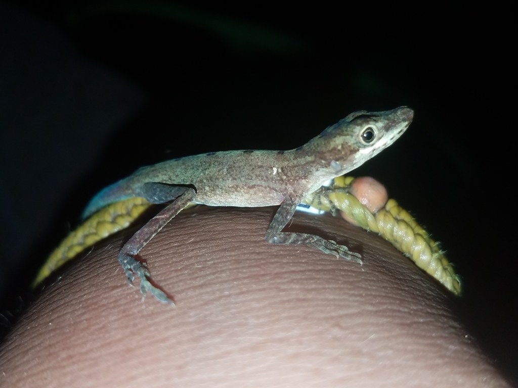 Border Anole from Región Autónoma de la Costa Caribe Norte, Nicaragua ...