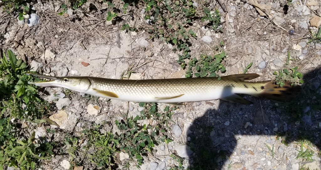 Shortnose Gar from Texas County, MO, USA on June 25, 2020 at 12:36 PM ...