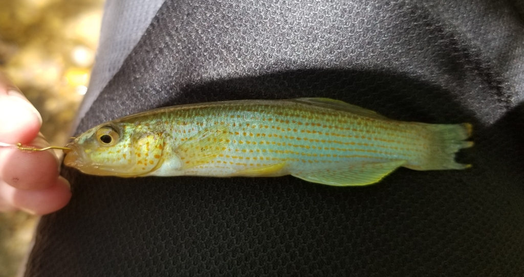 Northern Studfish from Texas County, MO, USA on June 25, 2020 at 01:40 ...