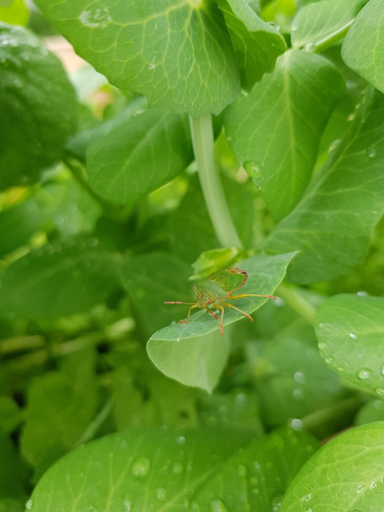 Green Shield Bug from 444 94 Ucklum, Sweden on June 20, 2020 at 03:22 ...