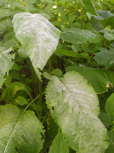 Golovinomyces inulae · iNaturalist