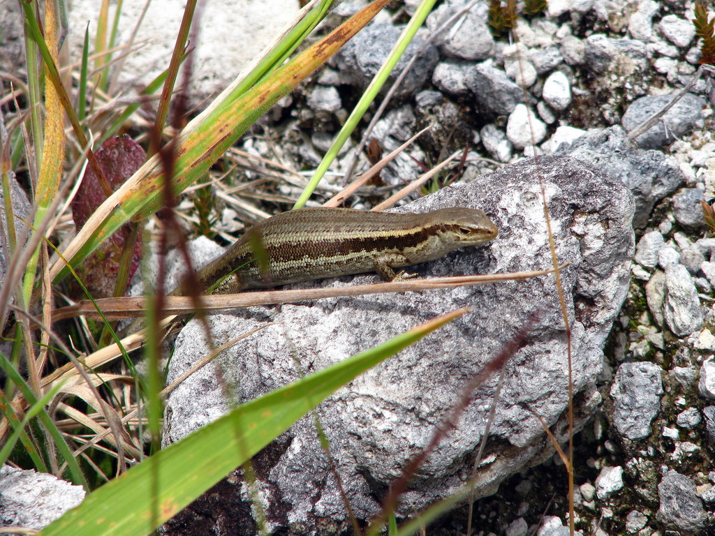 Small-scaled Skink in January 2010 by Andrew Blayney · iNaturalist