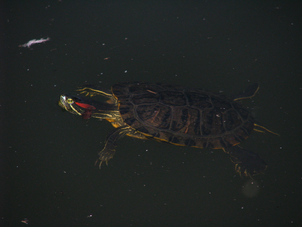 Red-eared Slider in November 2010 by Andrew Blayney · iNaturalist