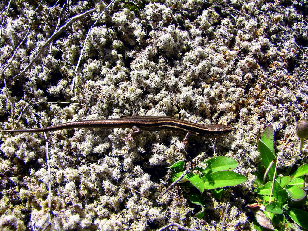 New Zealand Grass Skink in February 2011 by Andrew Blayney · iNaturalist