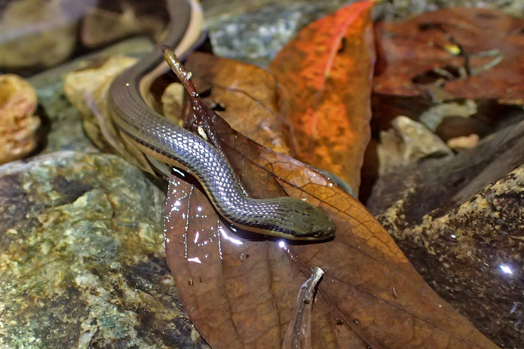 Bicoloured Stream Snake in June 2020 by Carol Kwok · iNaturalist