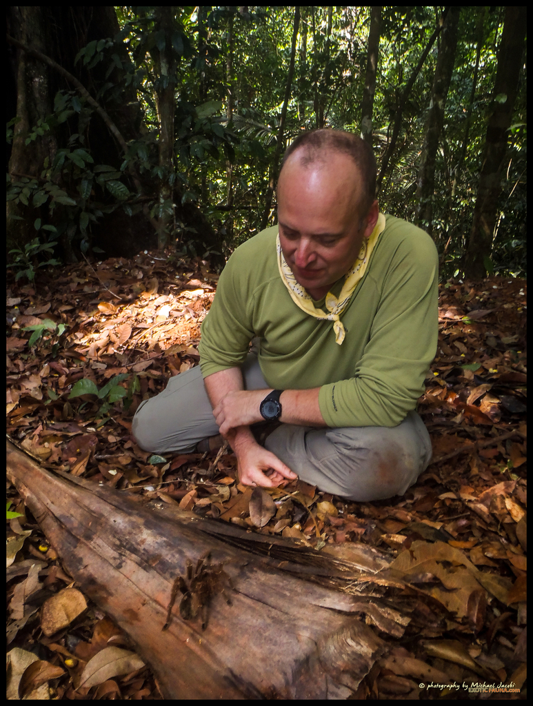 Goliath Birdeater in December 2012 by Michael Jacobi. Date and time ...