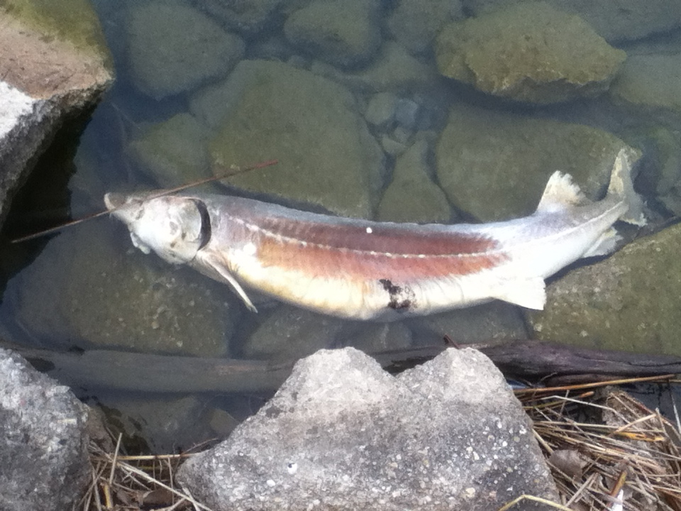 Lake Sturgeon in April 2014 by patrick062011. This sturgeons was dead ...