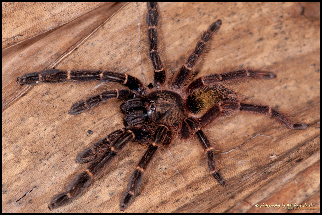 Skeleton Leg Tarantula