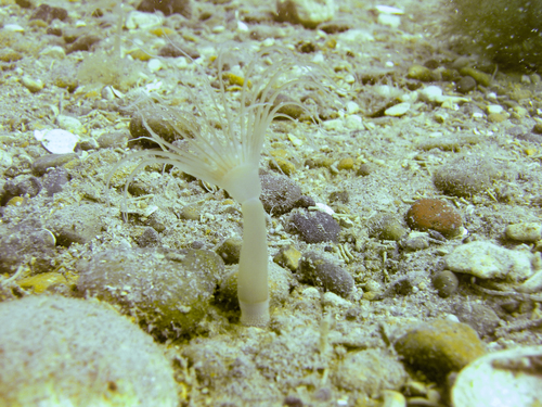 Corymorpha januarii · iNaturalist