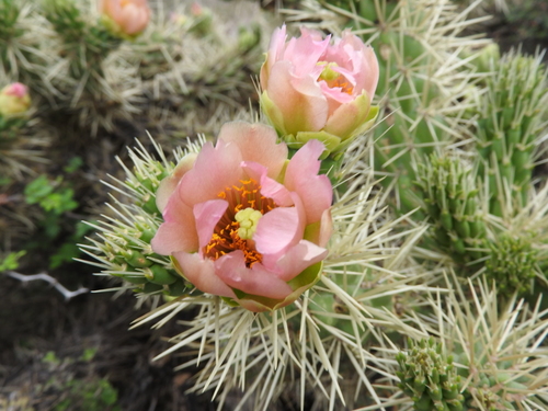 Hudson Pear (Cylindropuntia rosea) · iNaturalist